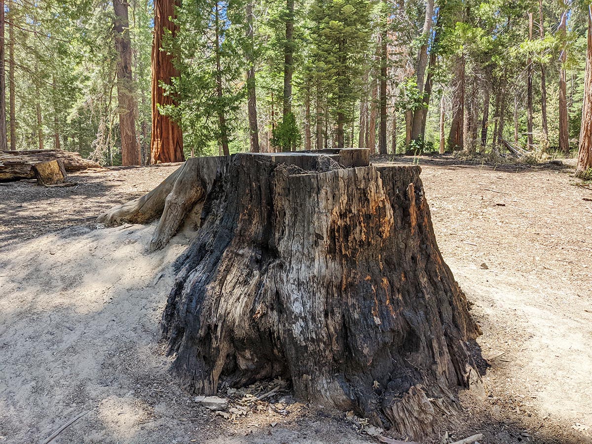 Bi-partisan 'Save Our Sequoias Act' introduced - Giant Sequoia News