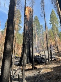 'Giant sequoia trees continue to smolder from past wildfires' - Giant ...