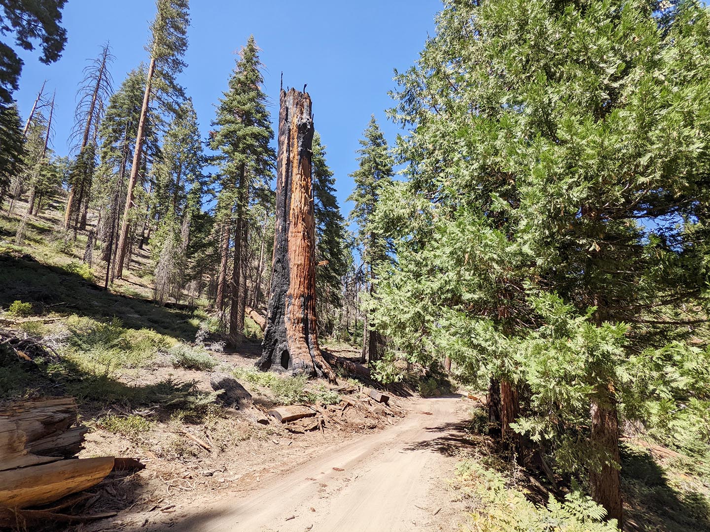 Giant Trees On Moutains